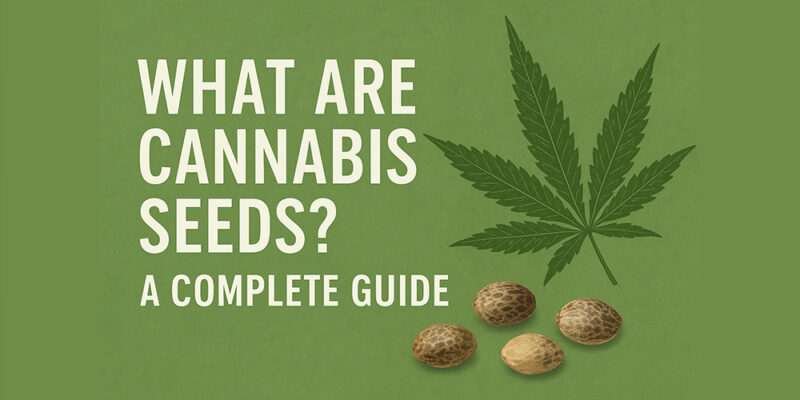 What Are Cannabis Seeds? A Complete Guide | Rocket Seeds