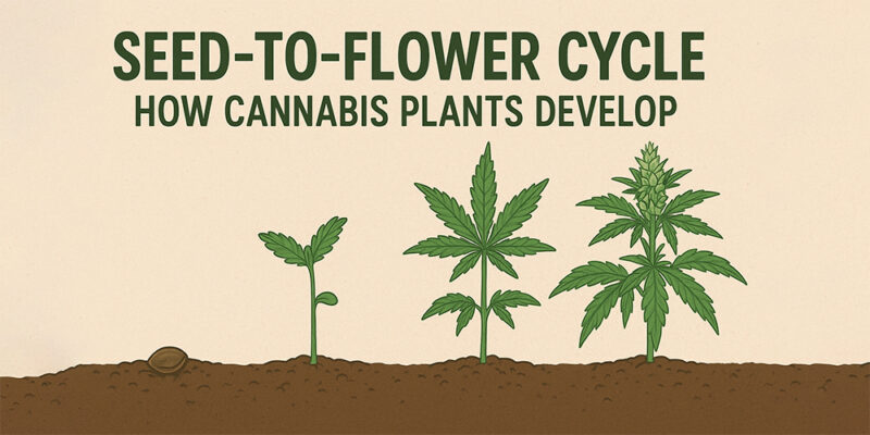Seed-to-Flower Cycle: How Cannabis Plants Develop | Rocket Seeds