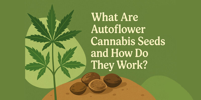What Are Autoflower Cannabis Seeds and How Do They Work? | Rocket Seeds